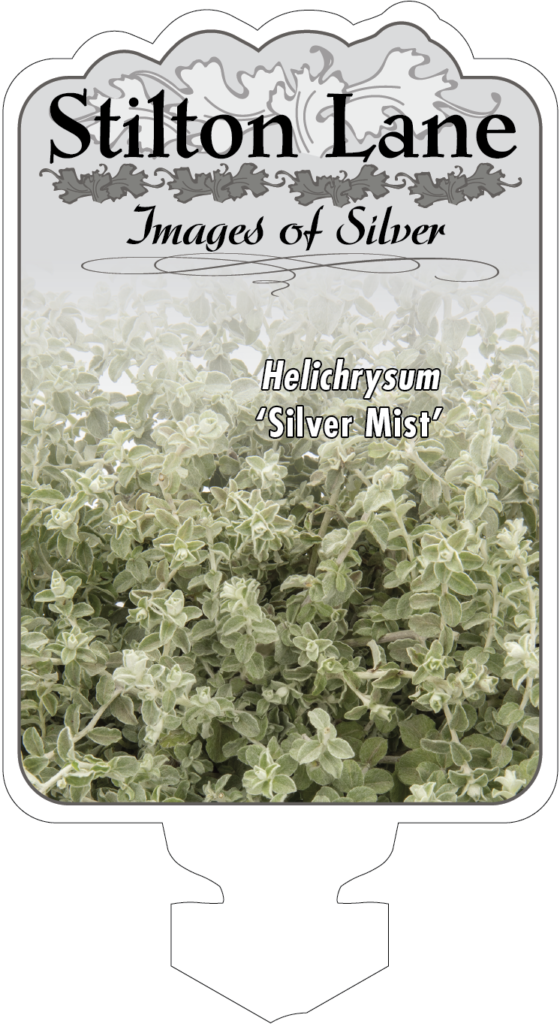 HELICHRYSUM SILVER MIST - Glenfield Wholesale Nursery