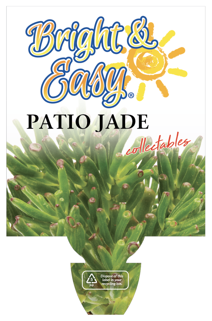 CRASSULA OVATA LITTLE JADE TREE - Glenfield Wholesale Nursery