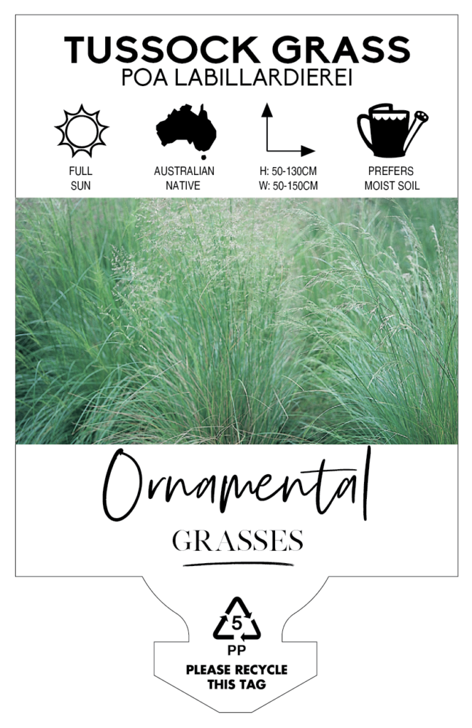 POA LABILLARDIEREI - Glenfield Wholesale Nursery