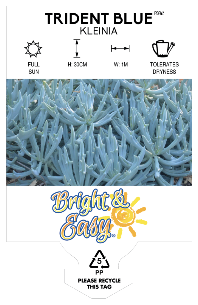 KLEINIA TRIDENT BLUE - Glenfield Wholesale Nursery