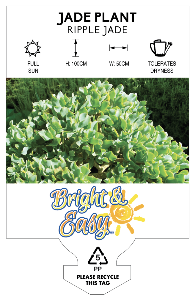 JADE PLANT RIPPLE JADE - Glenfield Wholesale Nursery